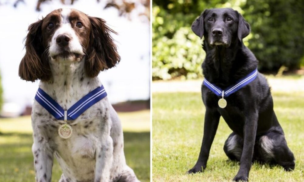 Meet the brave RAF dogs being awarded the canine equivalent of an OBE ...